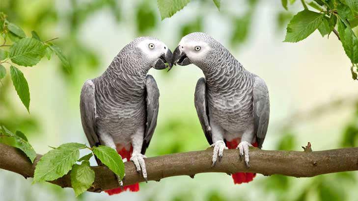 African Gray Parrot: Beauty with Brain - Bengal Discover